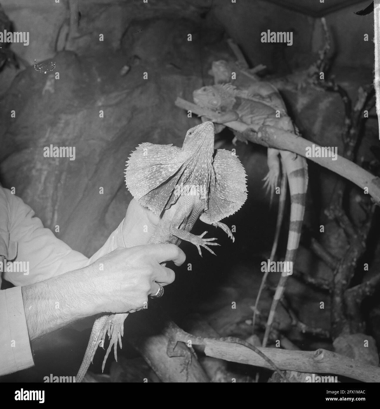 Collared lizard in Artis from New Guinea, October 3, 1962, zoos, The ...