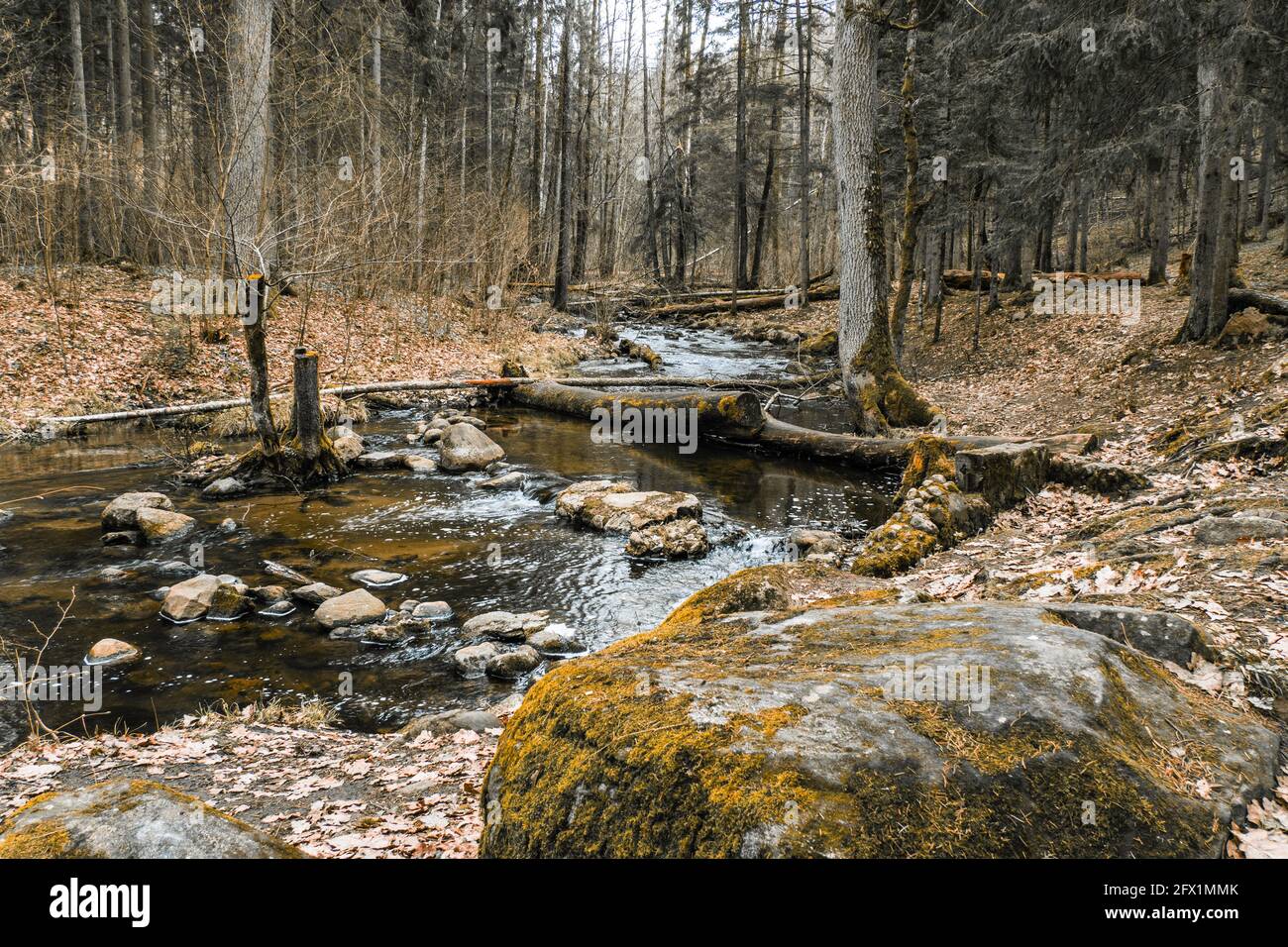 National Park Forest with Fallen Tree Over a Clear River Stock Photo ...