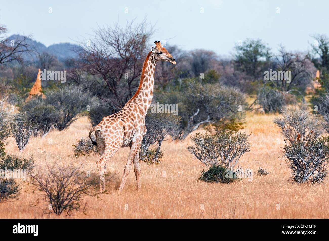 Tall african grass hi-res stock photography and images - Alamy