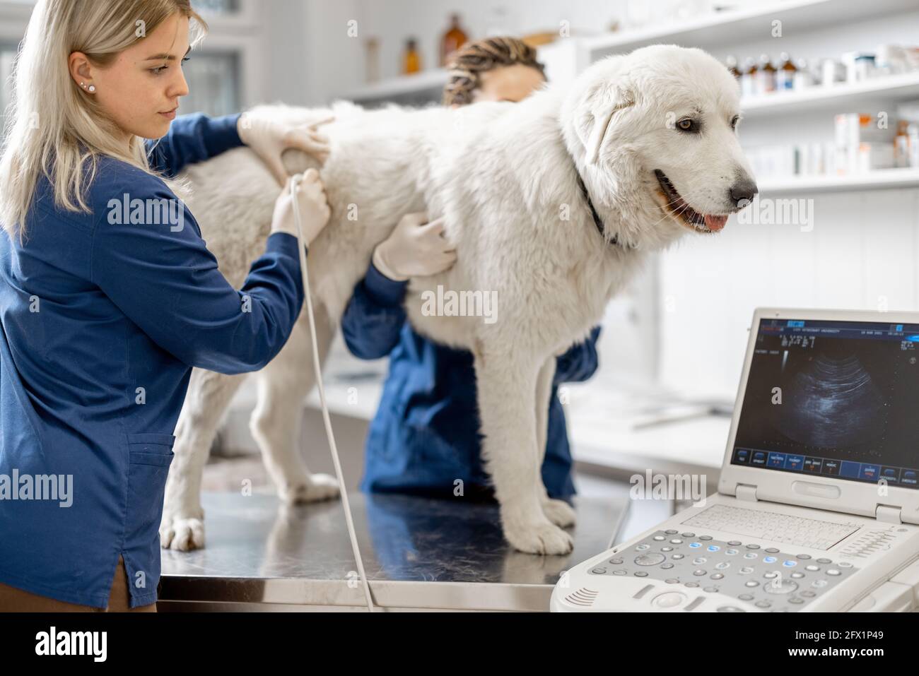 Female veterinarian examines the dog using ultrasound while patient ...