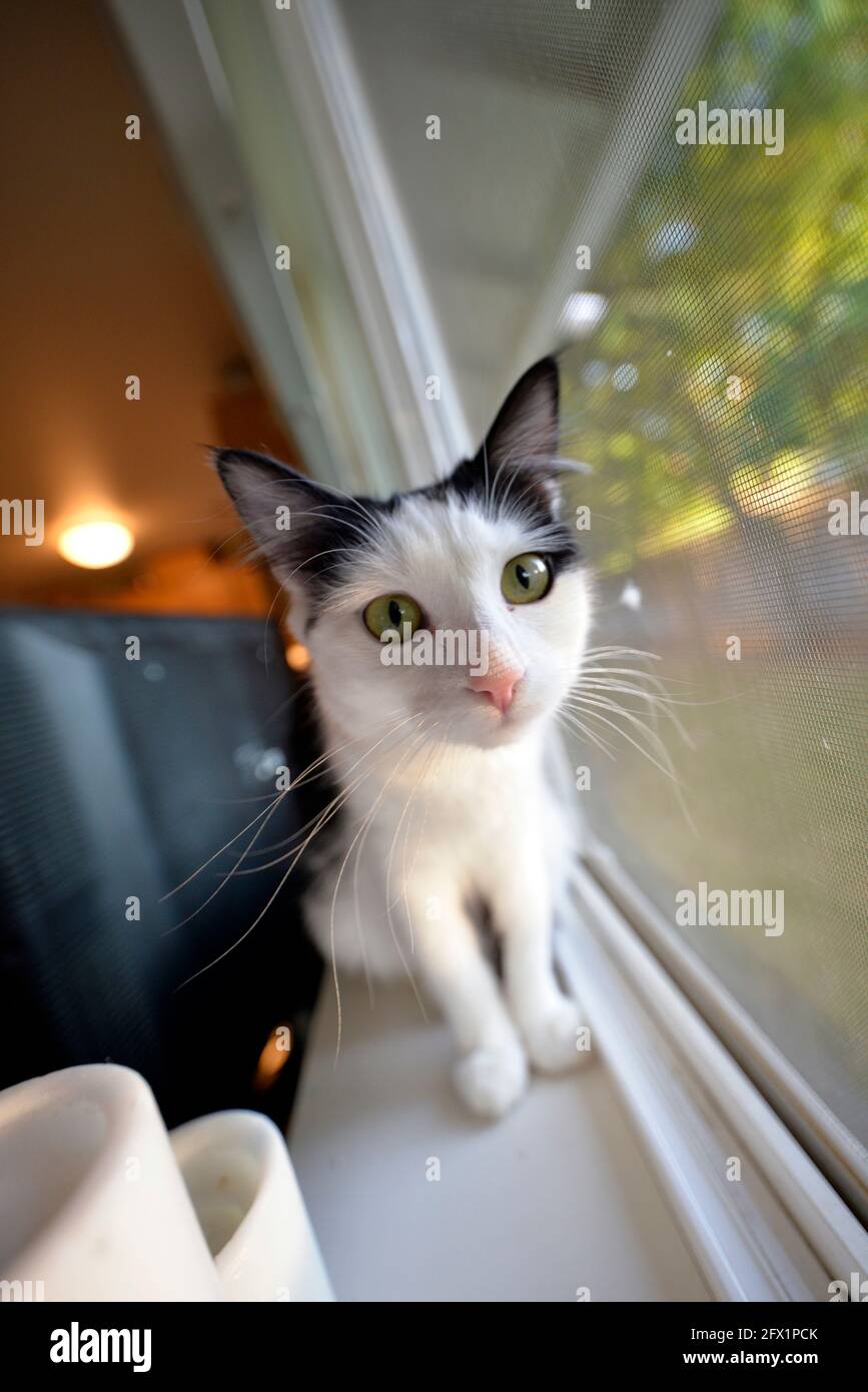 Wide Angle Cat Stock Photo - Alamy