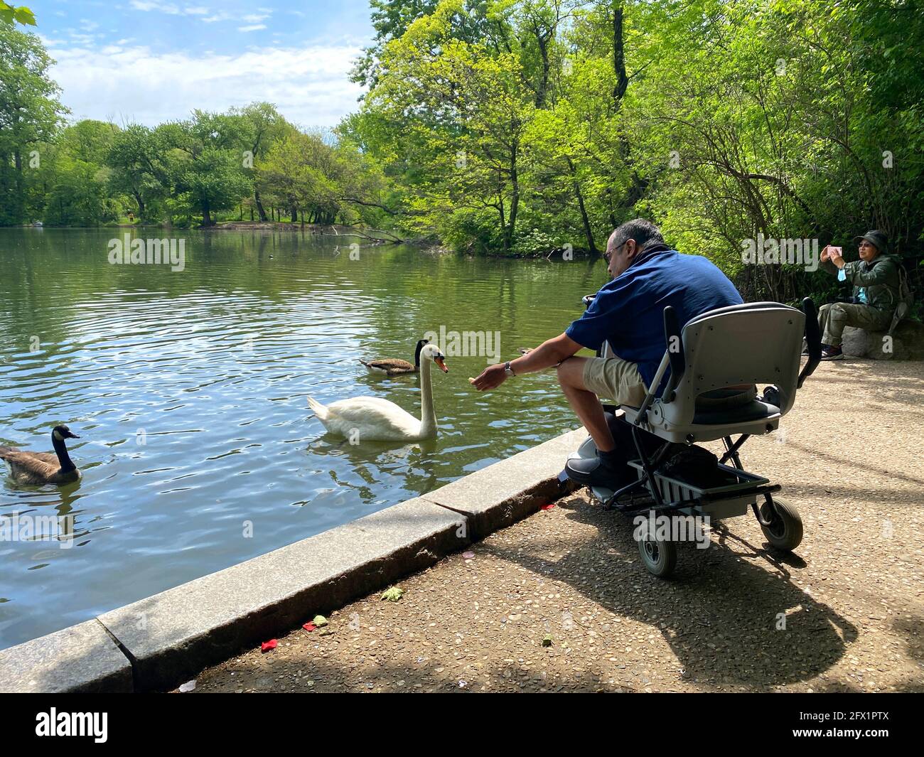 Disabled man feeds a swan from his wheelchair along the lake in ...