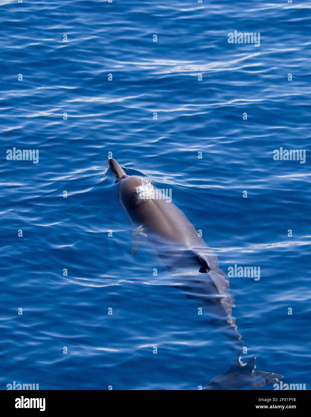 Common dolphin, on surface of the water, splashing, marine and wildlife ...