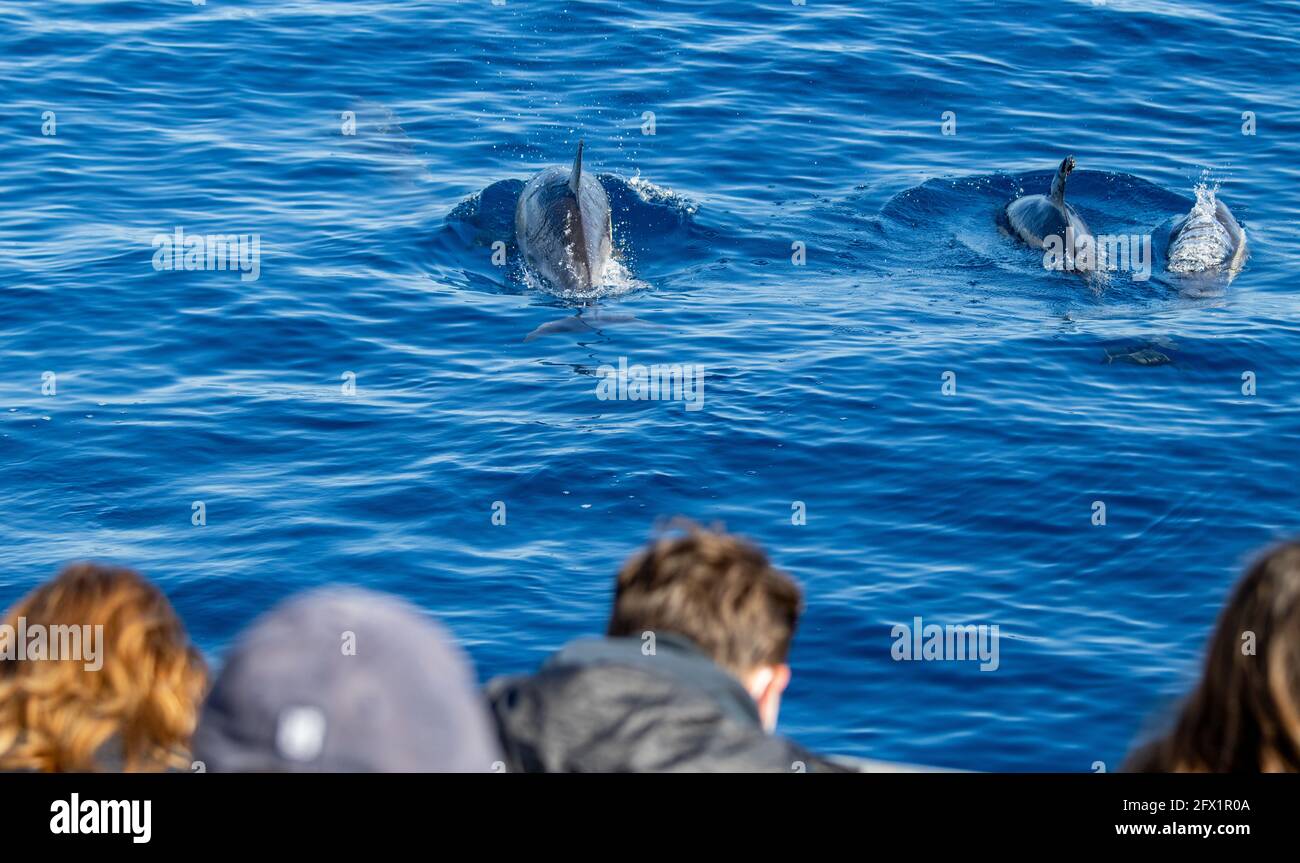 Boat tour, people watching dolphins on the surface of the water ...