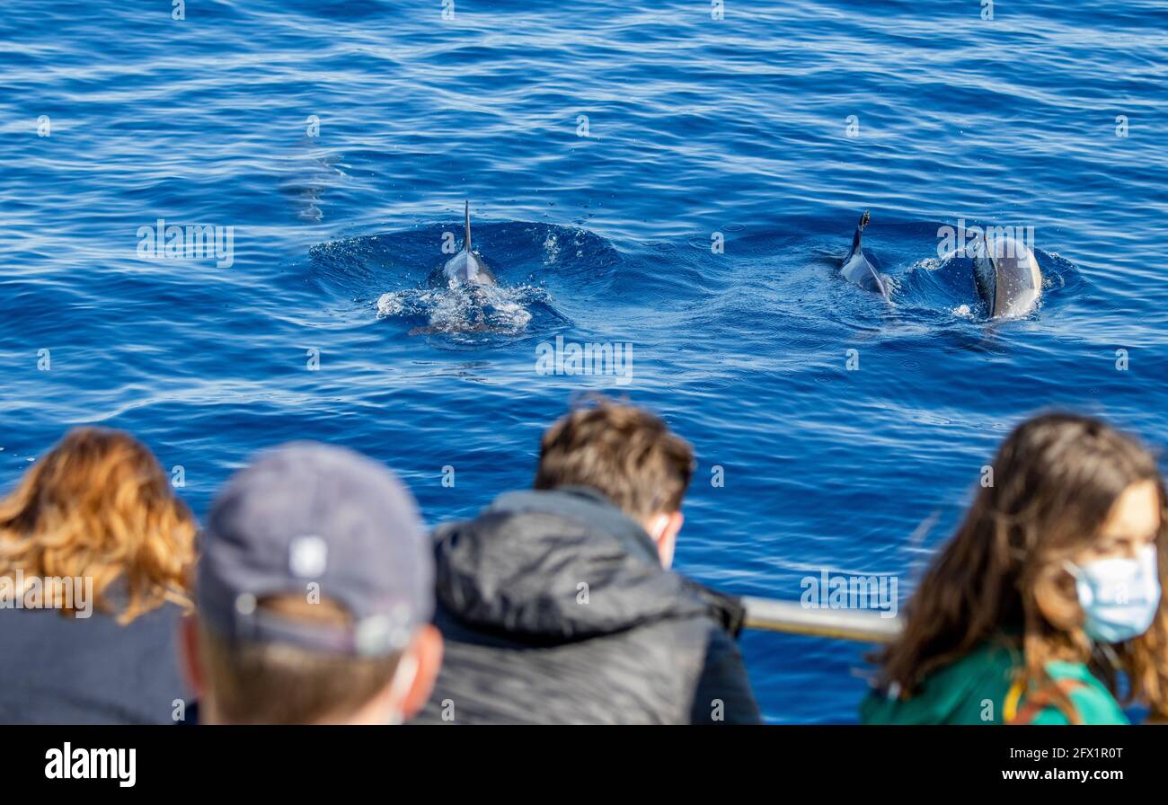 Boat tour, people watching dolphins on the surface of the water ...