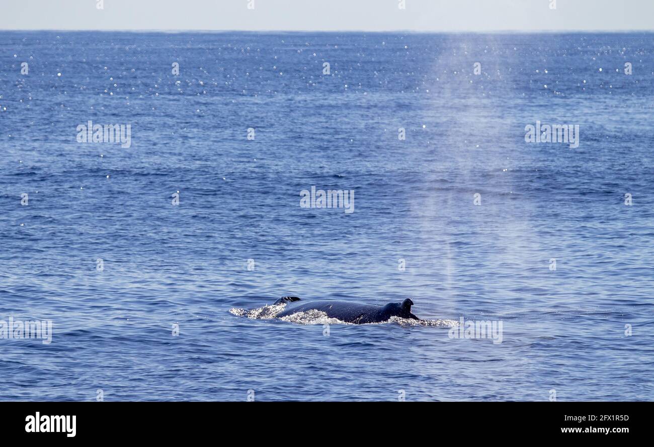 Humpback whale, during whale watching tour at the Azores islands ...