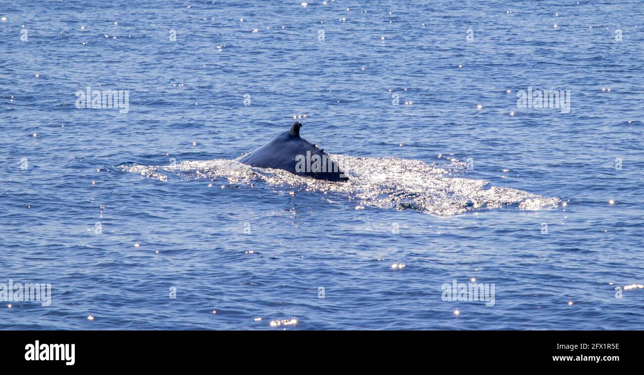 Humpback whale, during whale watching tour at the Azores islands ...