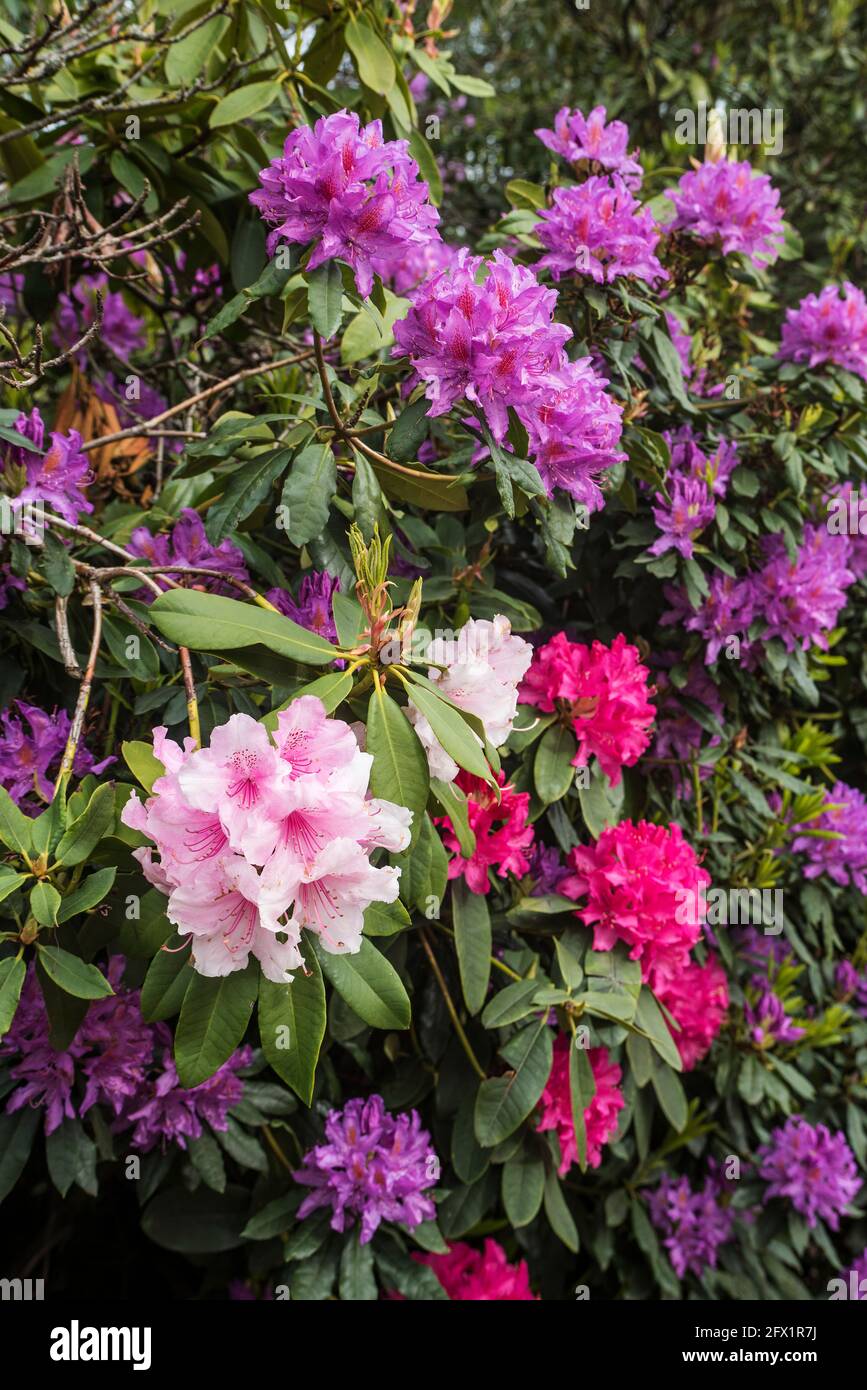 Pink and purple Rhododendrons in bloom Stock Photo - Alamy