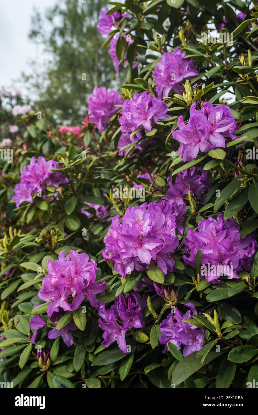 Purple Rhododendrons in bloom Stock Photo - Alamy