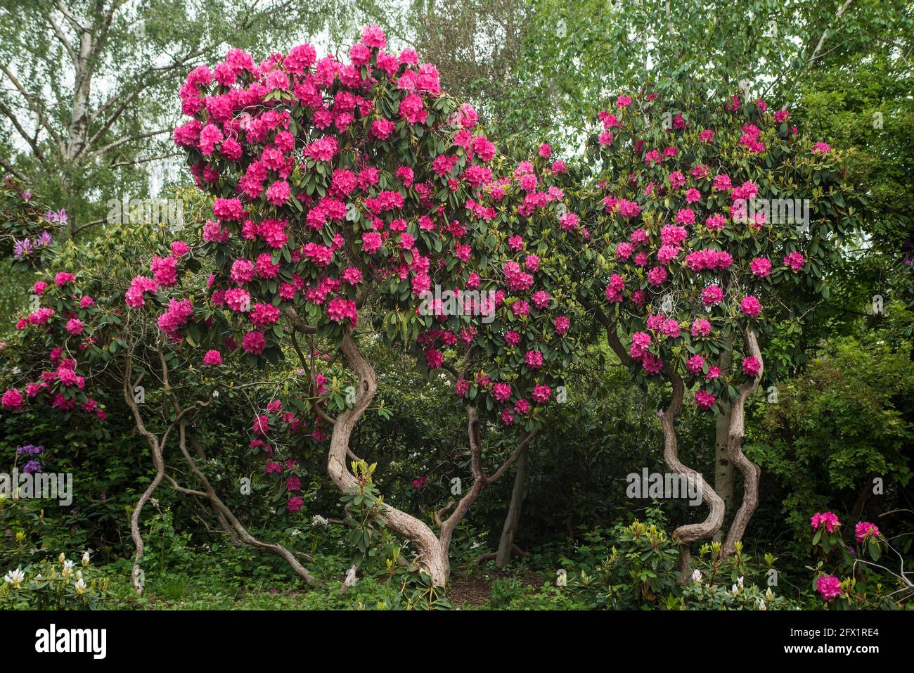 Pink Rhododendrons in bloom Stock Photo - Alamy