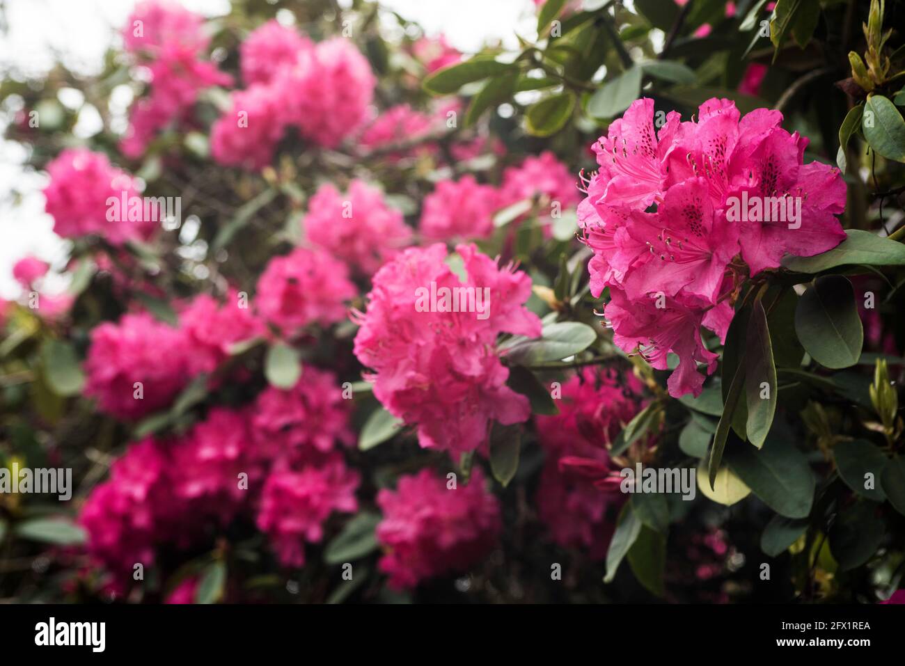 Pink Rhododendrons in bloom Stock Photo - Alamy