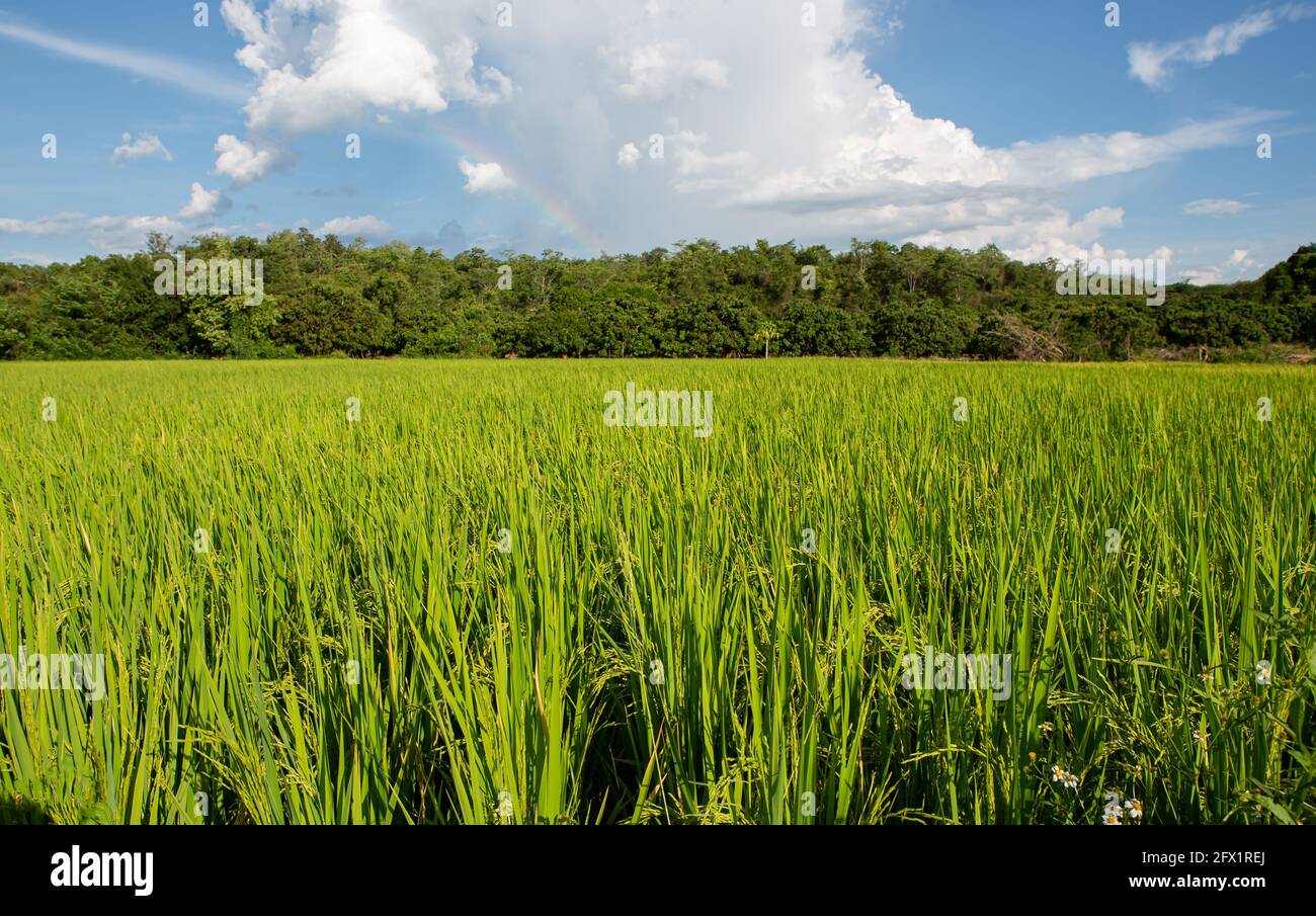 View of green rice filed. Thailand traditional rice farming. Organic ...