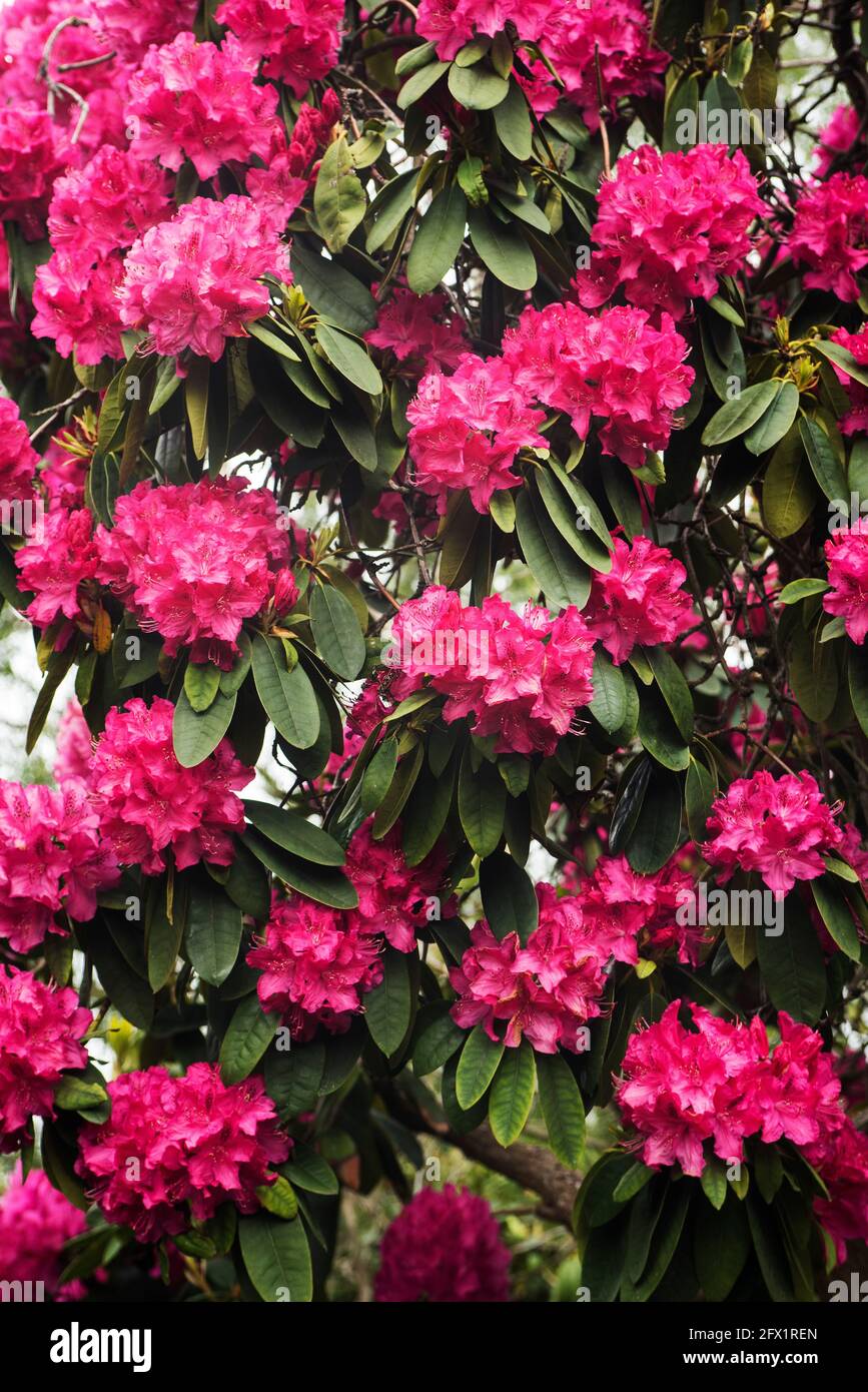Pink Rhododendrons in bloom Stock Photo - Alamy