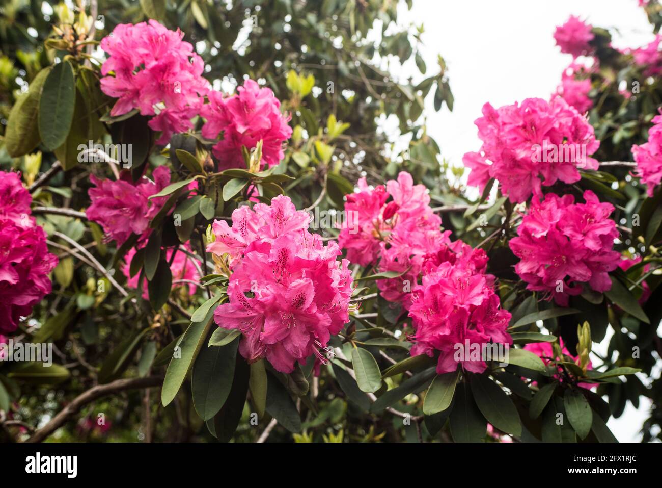 Pink Rhododendrons in bloom Stock Photo - Alamy