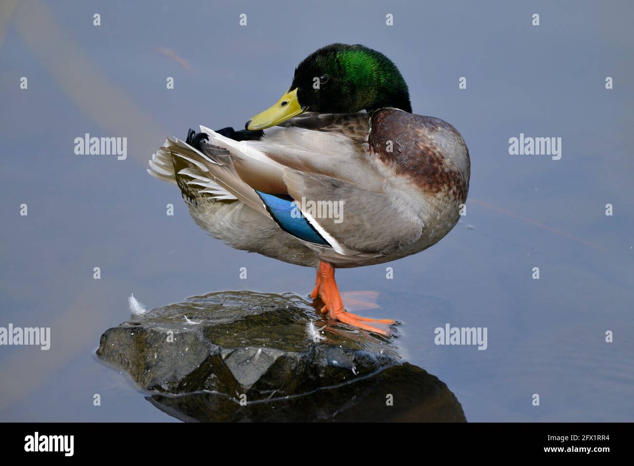 Duck sitting on rock hi-res stock photography and images - Alamy