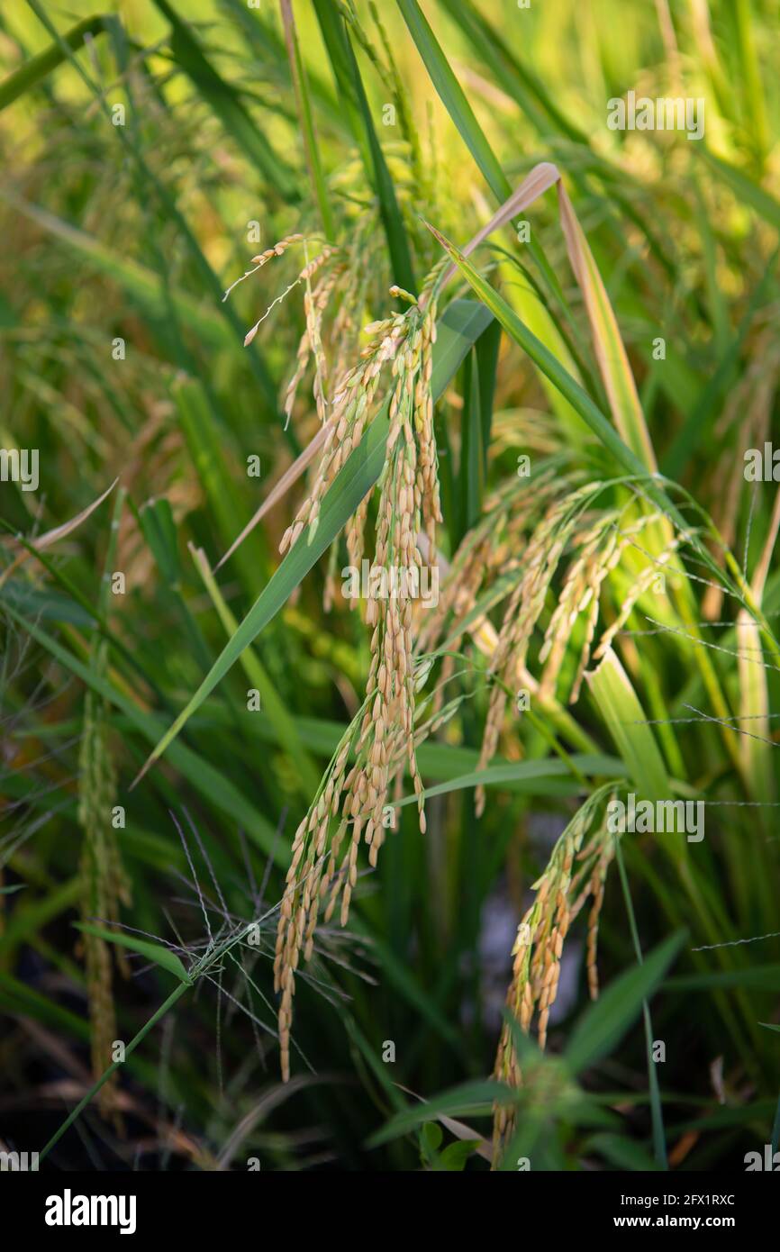 Close up of rice seeds. Thailand traditional rice farming. Organic rice ...