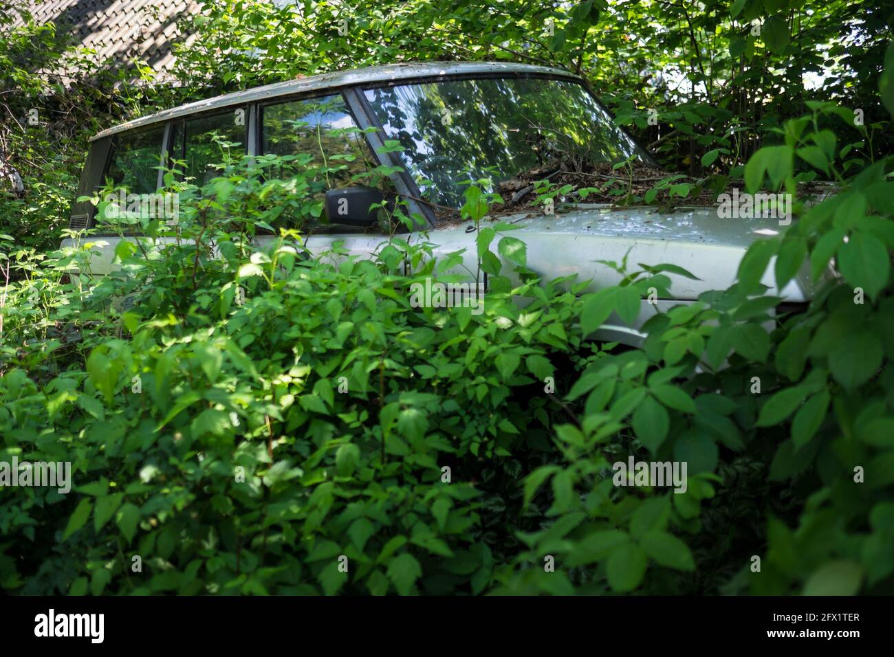 Abandoned Range Rover cars overgrown with green bushes and covered with ...