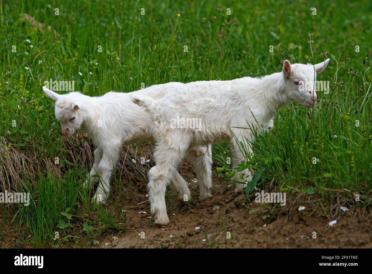 ZAKARPATTIA REGION, UKRAINE - MAY 24, 2021 - Goatlings graze on the grass, Bukivtsiovo village ...