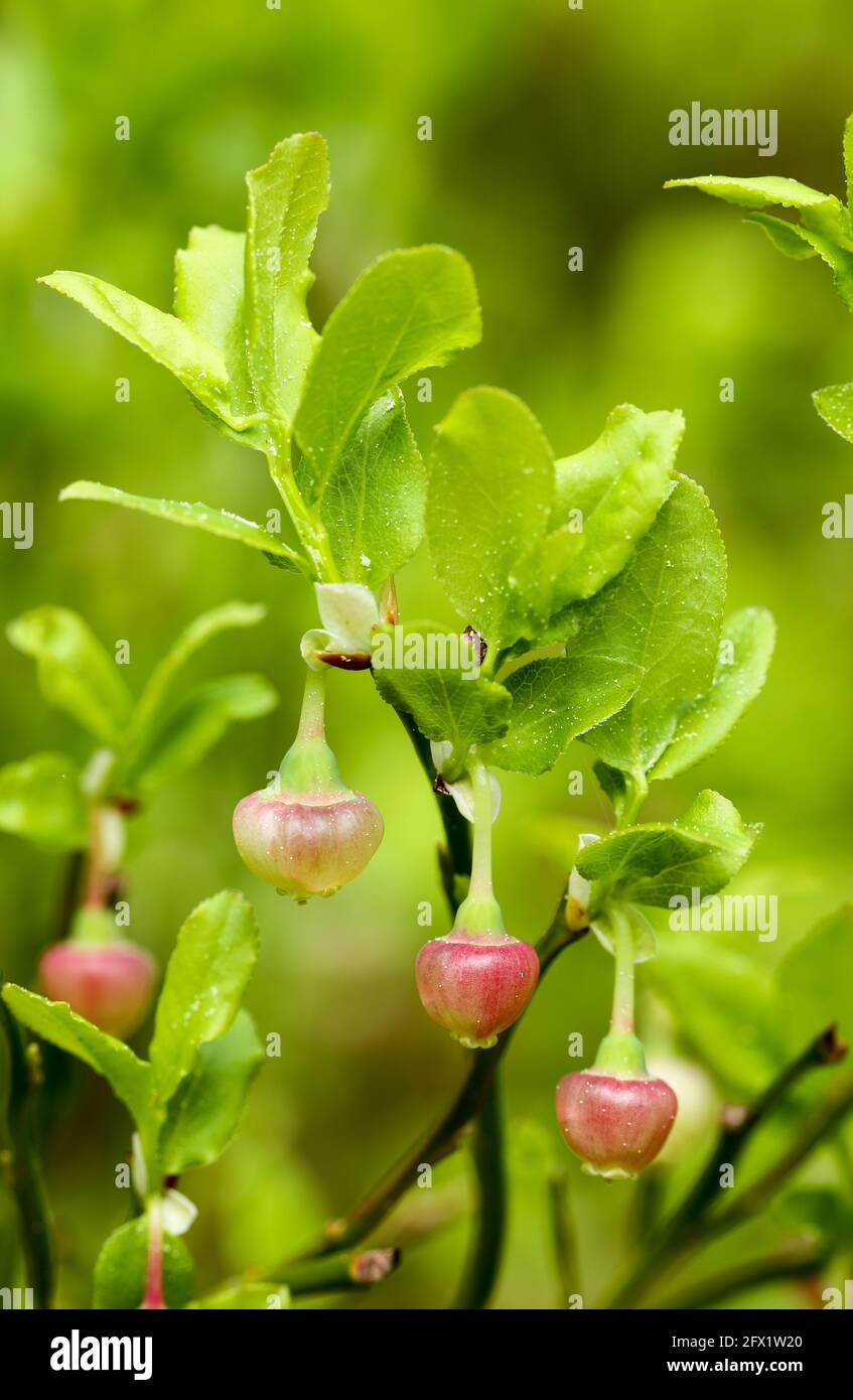 European blueberry (Vaccinium myrtillus Stock Photo - Alamy