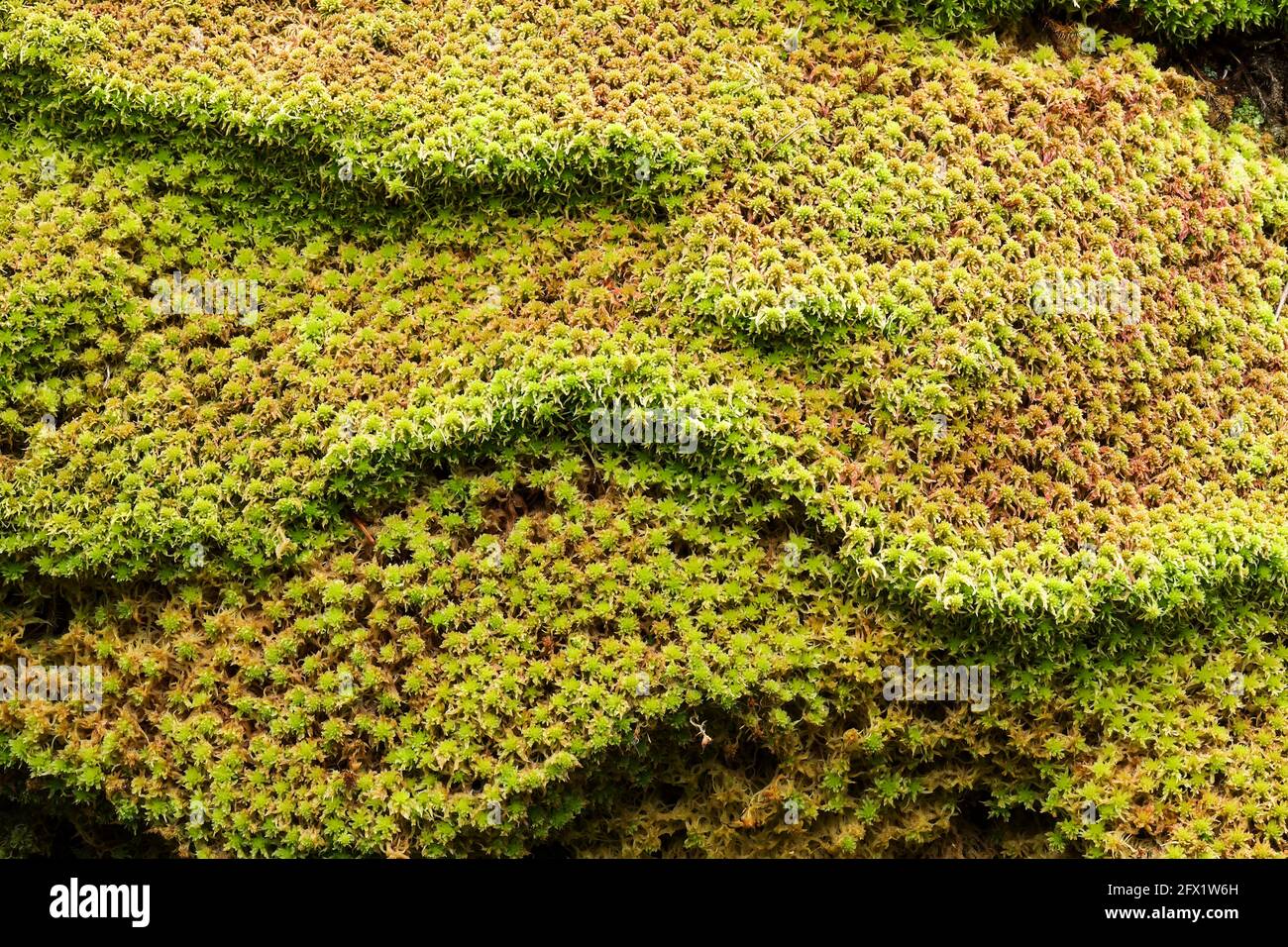 Small red peat moss growth (Sphagnum capillifolium Stock Photo - Alamy