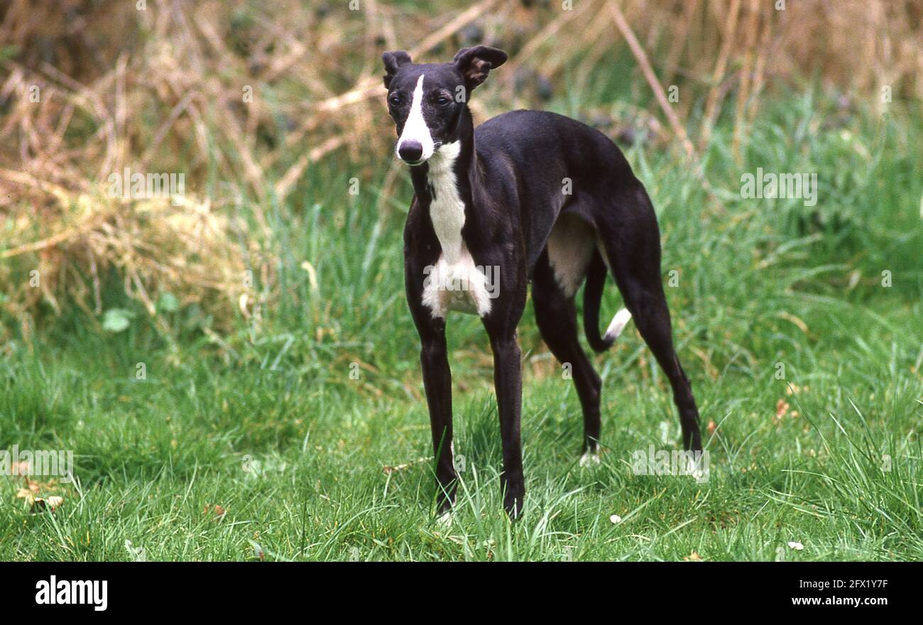 Whippet Racing at Andover Whippet Racing Club 1980 Stock Photo - Alamy