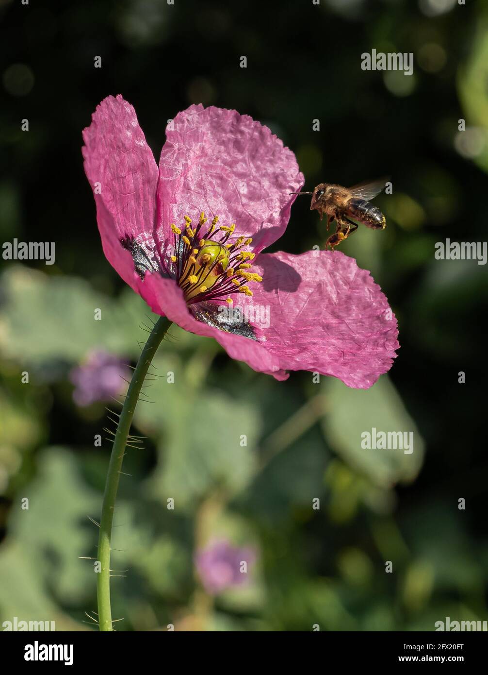Working insects hi-res stock photography and images - Alamy