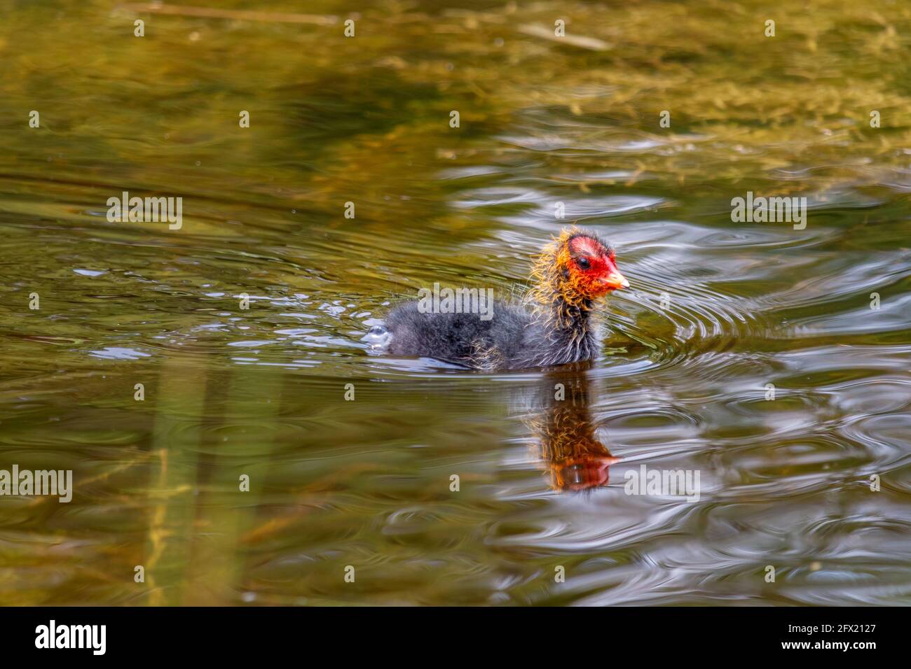 Swimming coot chick with the red-yellow colored bird's head that is ...