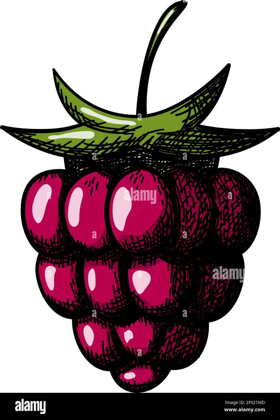 Icon Of Raspberry. Hand Drawn Sketch Design. Vector Illustration Stock ...