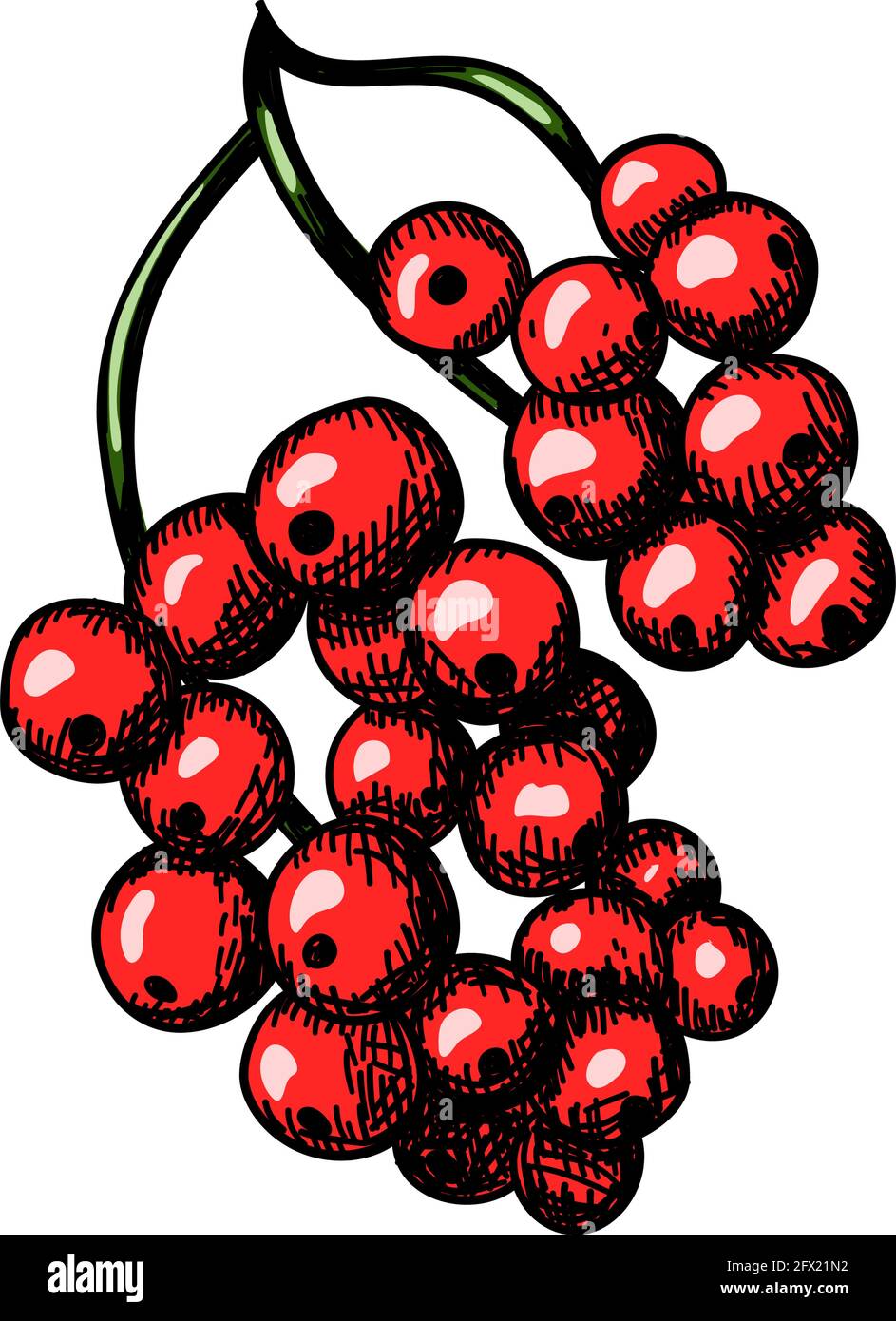 Icon Of Black Currant. Hand Drawn Sketch Design. Vector Illustration ...