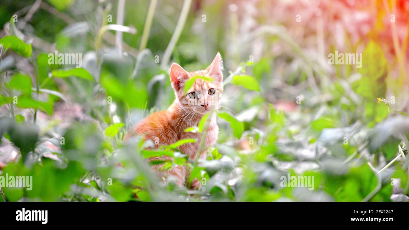 image of cute cat kitten pictured outdoor Stock Photo - Alamy