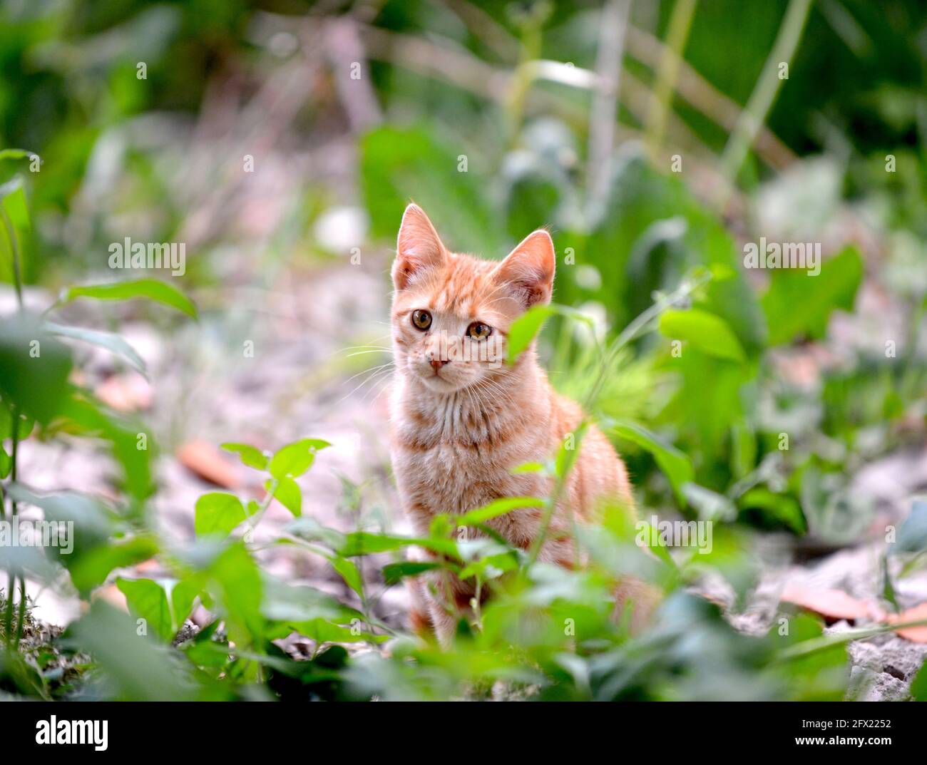image of cute cat kitten pictured outdoor Stock Photo - Alamy
