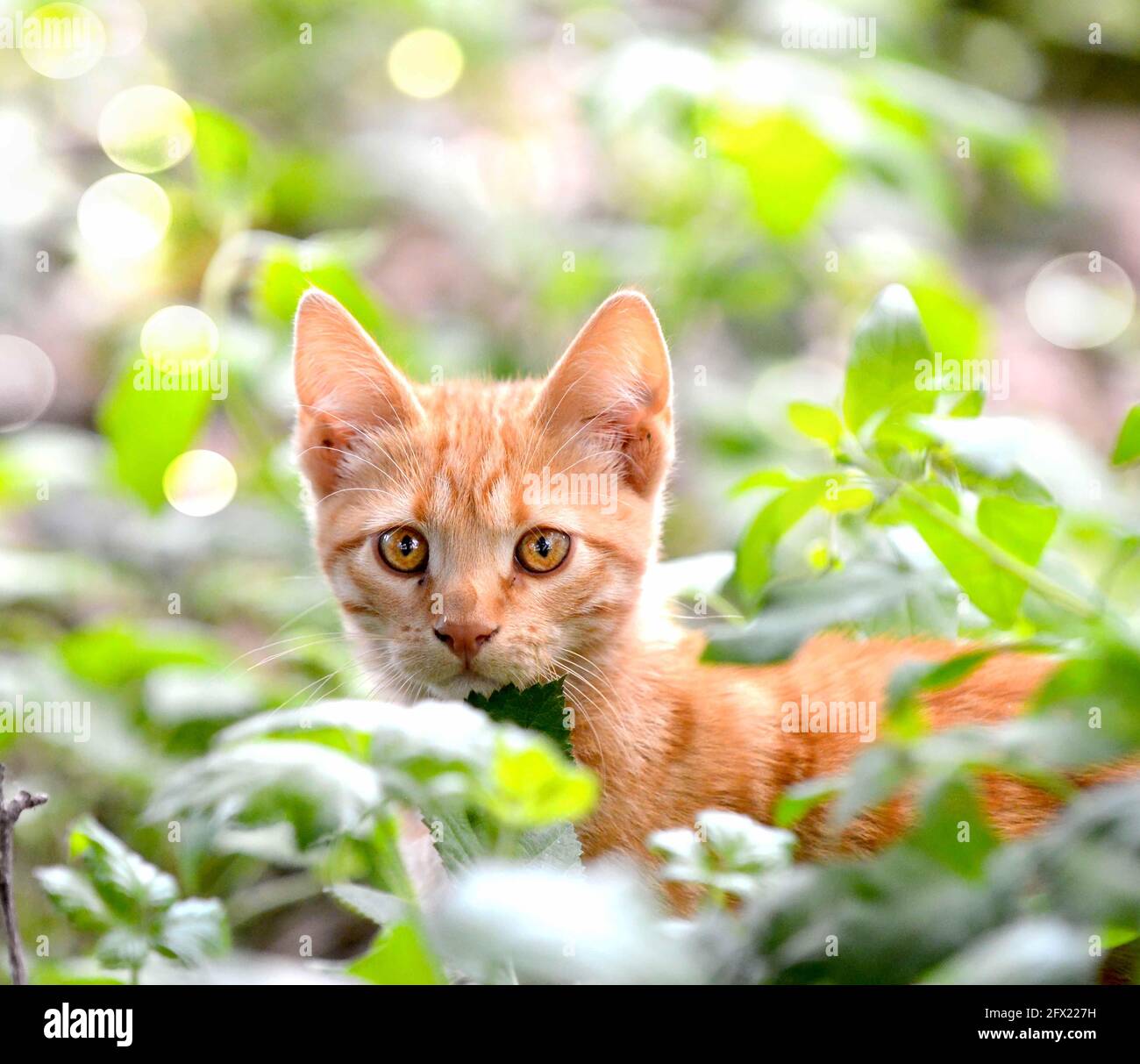 image of cute cat kitten pictured outdoor Stock Photo - Alamy