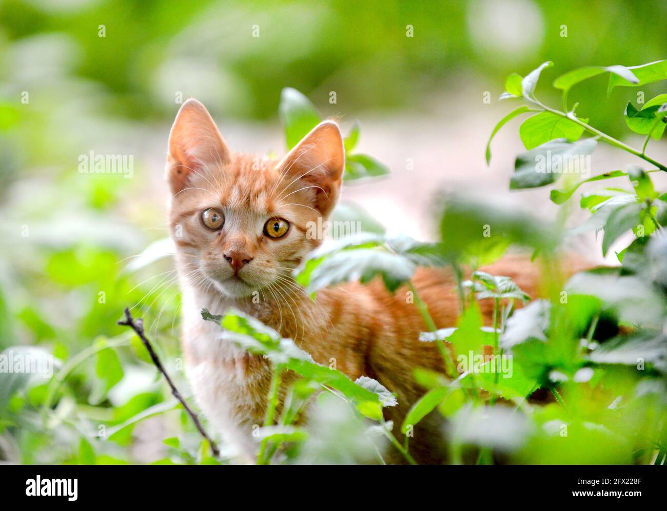 image of cute cat kitten pictured outdoor Stock Photo - Alamy