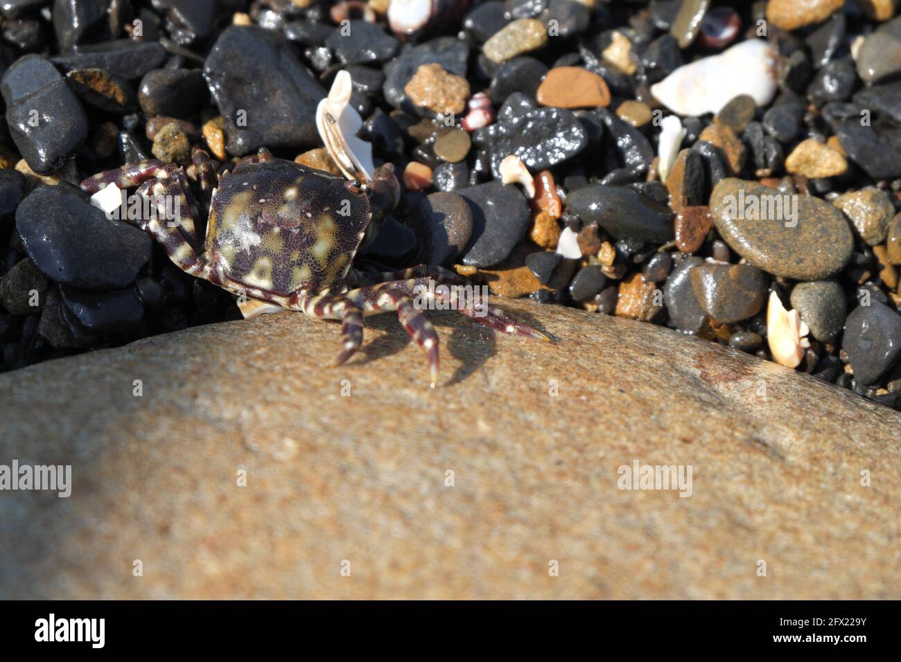 Hidden in the rocks, a small speckled crab on the seashore. Selective ...