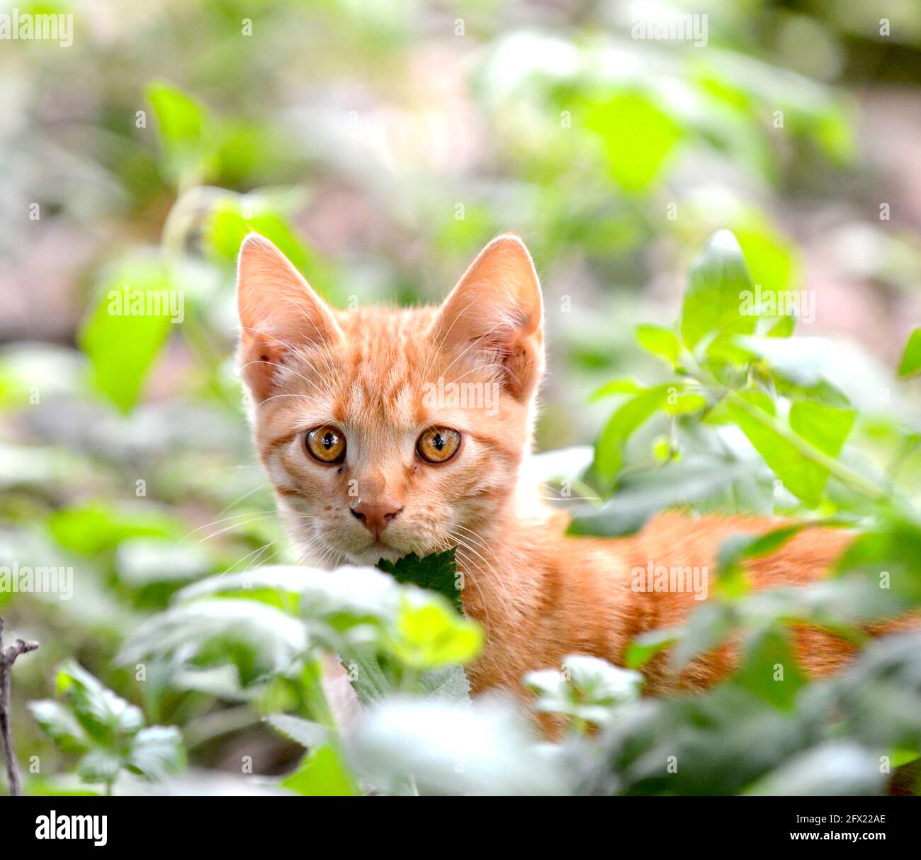 image of cute cat kitten pictured outdoor Stock Photo - Alamy