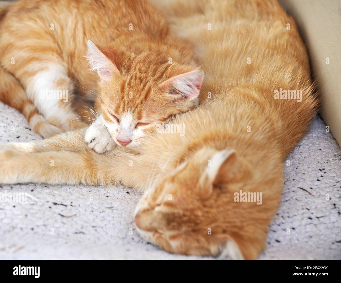 cute cat kitten sleeping Stock Photo - Alamy