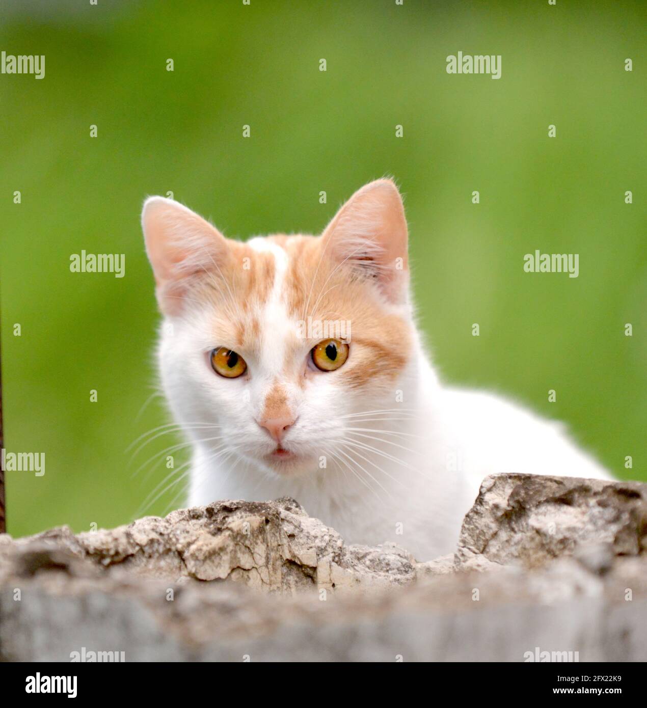 image of cute cat kitten pictured outdoor Stock Photo - Alamy