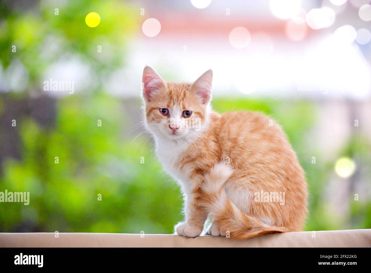 image of cute cat kitten pictured outdoor Stock Photo - Alamy