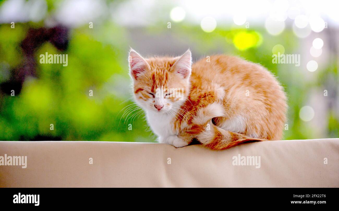 image of cute cat kitten pictured outdoor Stock Photo - Alamy
