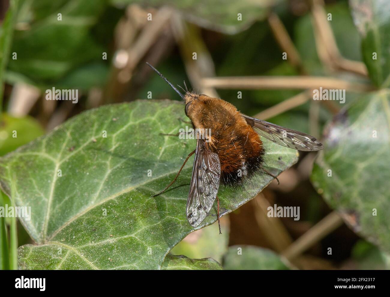 Dotted bee fly hi-res stock photography and images - Alamy