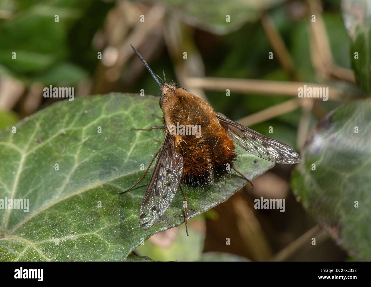 Dotted bee-fly, Bombylius discolor sunning itself on Ivy leaf, Dorset ...