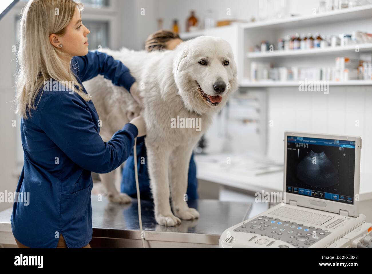 Female veterinarians examines the dog using ultrasound while patient ...