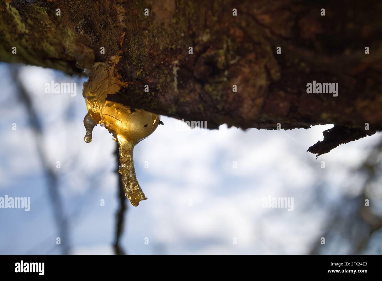 Injured tree bark hi-res stock photography and images - Alamy