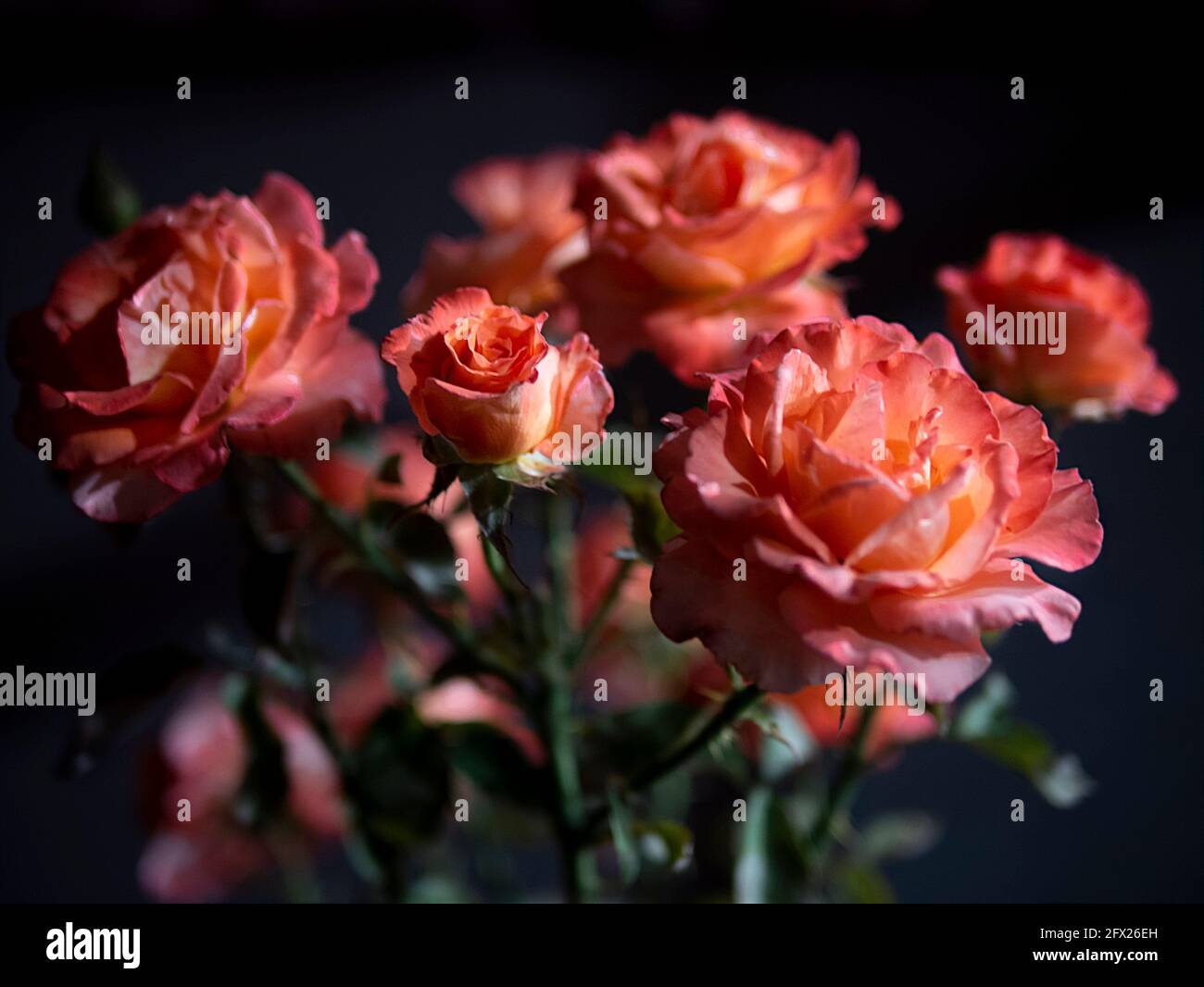 Pink tea rose in vase on dark background Stock Photo - Alamy