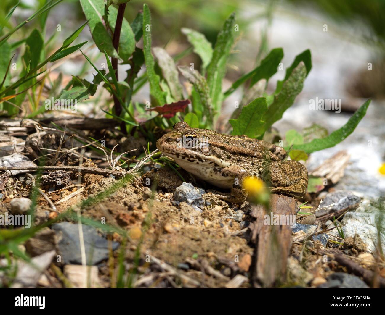 a frog perched on the ground Stock Photo - Alamy