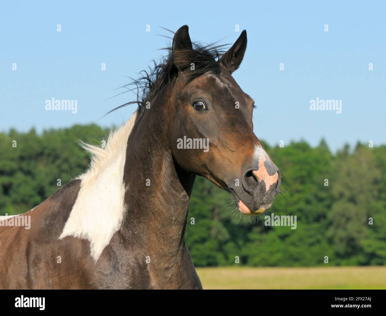 Lewitz hi-res stock photography and images - Alamy