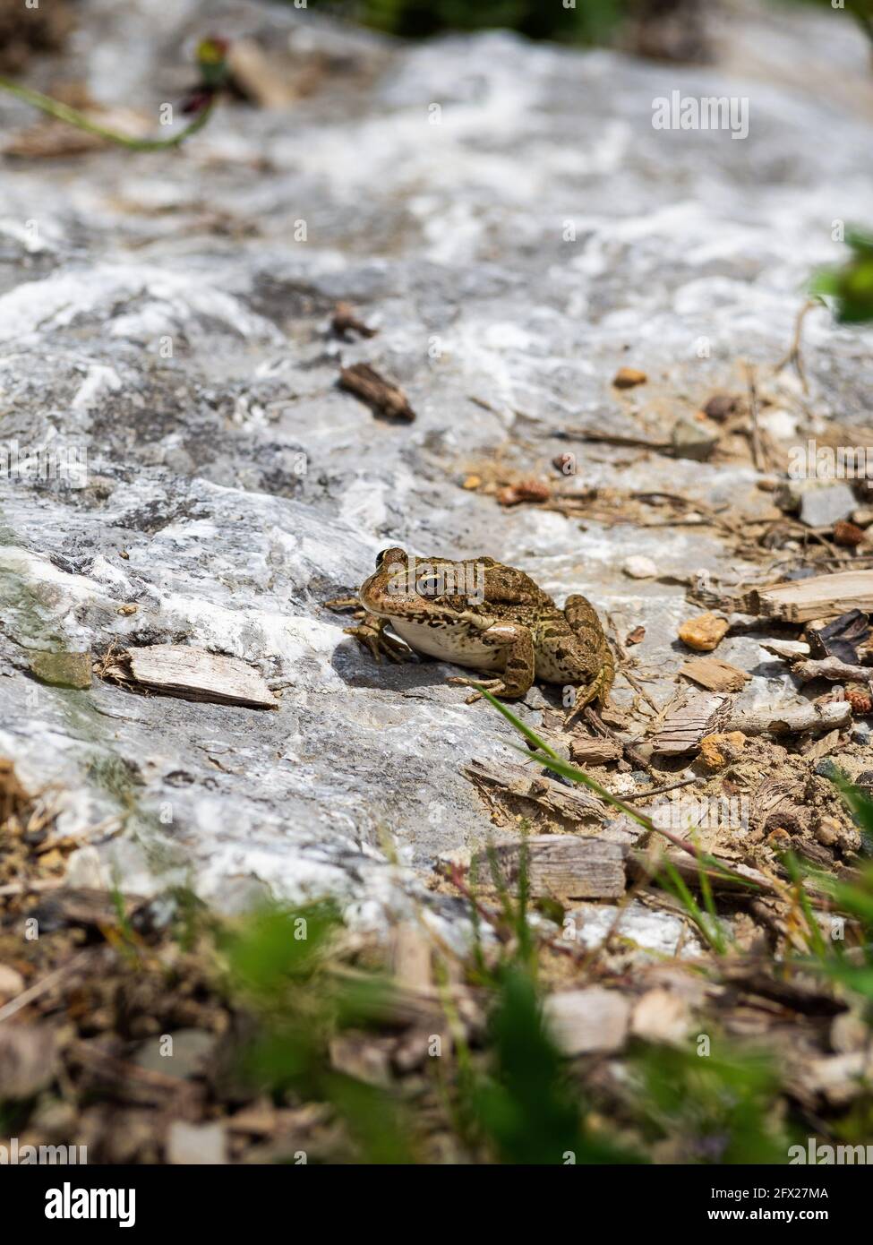 Stone water wild wildlife wing hi-res stock photography and images - Alamy