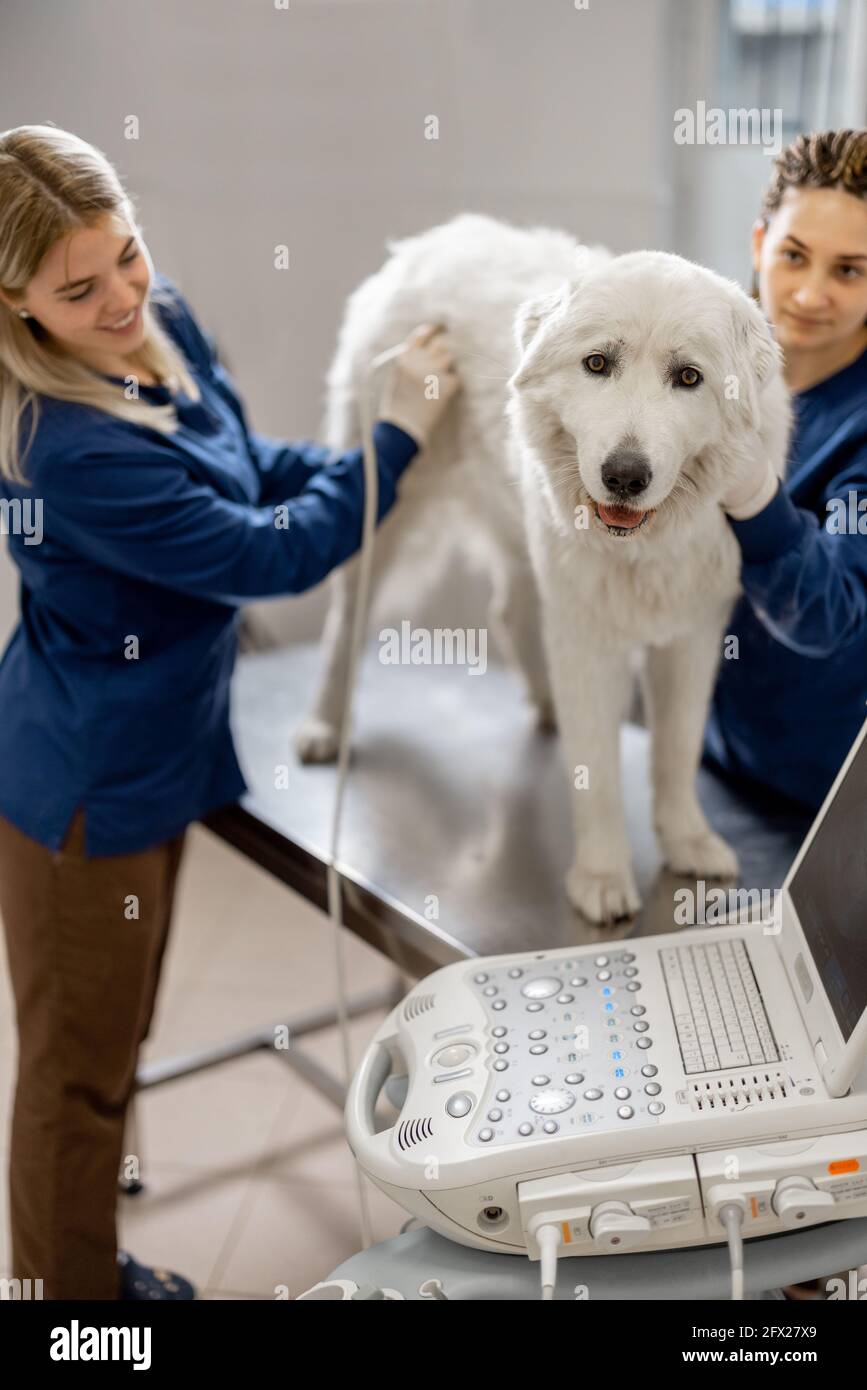 Female veterinarian examines the dog using ultrasound while patient ...
