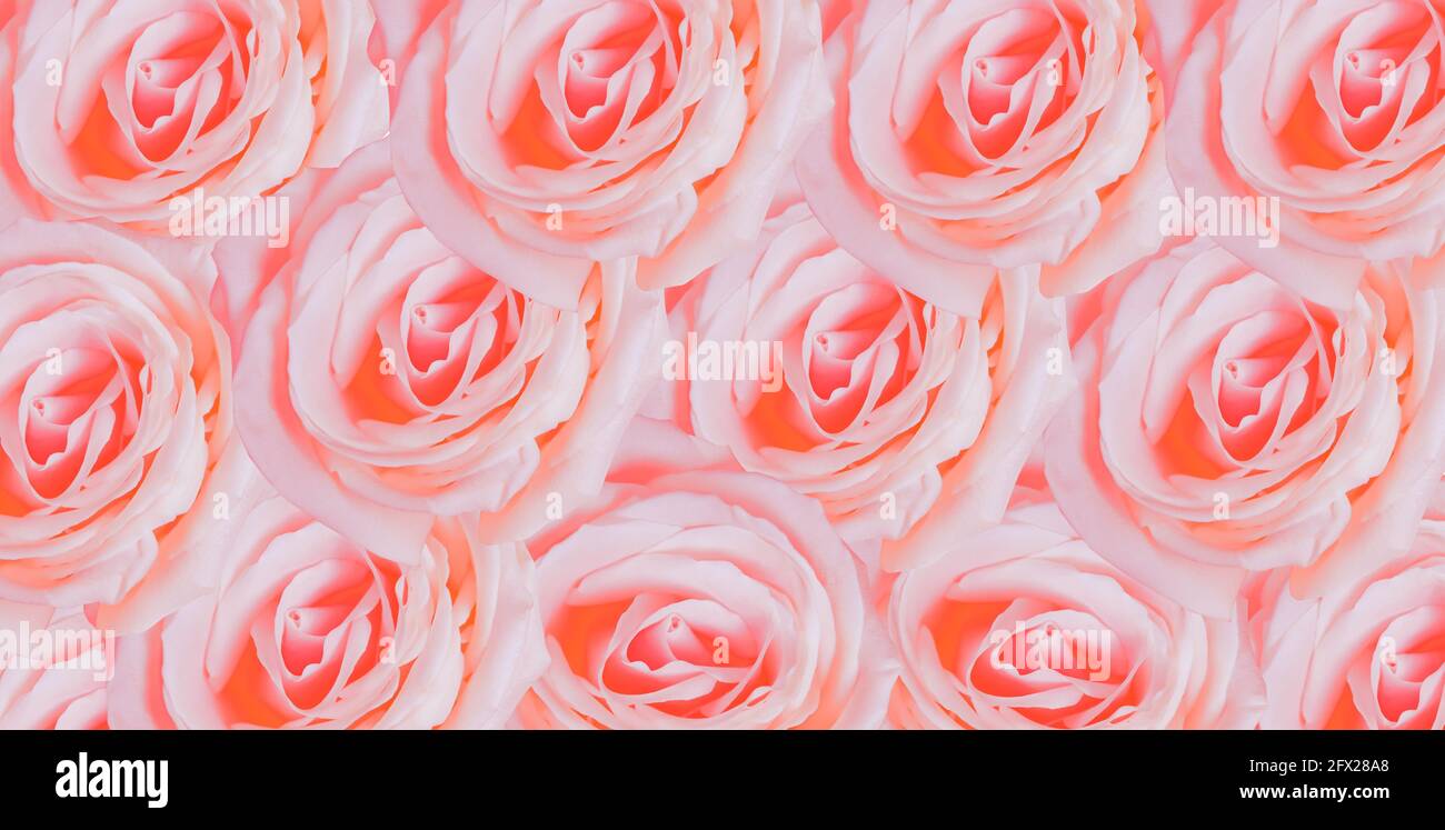 Roses background, beautiful pink roses top view Stock Photo - Alamy