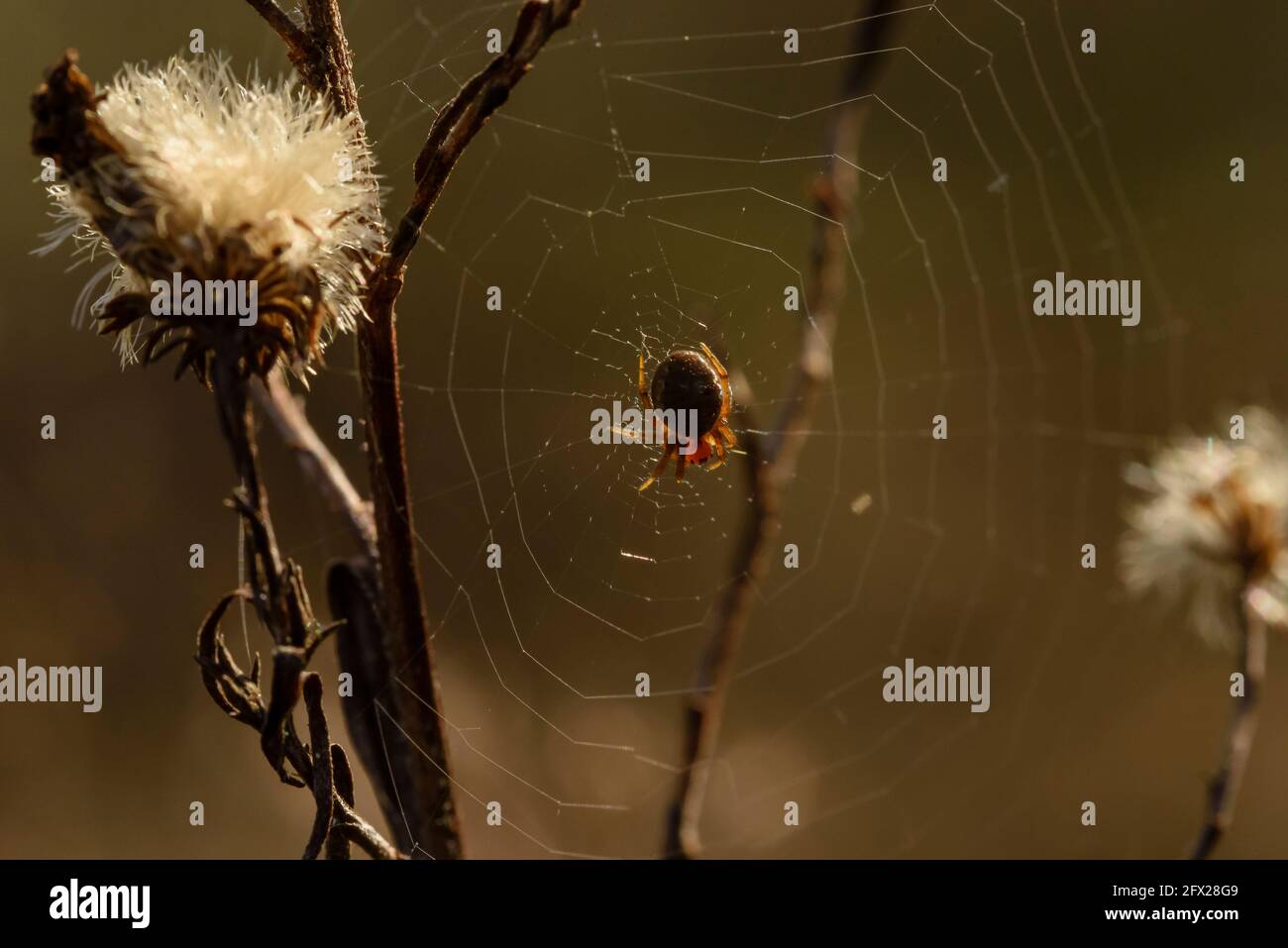 Tiny spider hanging web in hi-res stock photography and images - Alamy